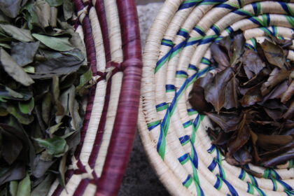 Yaupon Holly Tea- A Native Coffee Alternative - Home Grown | Hand Gathered