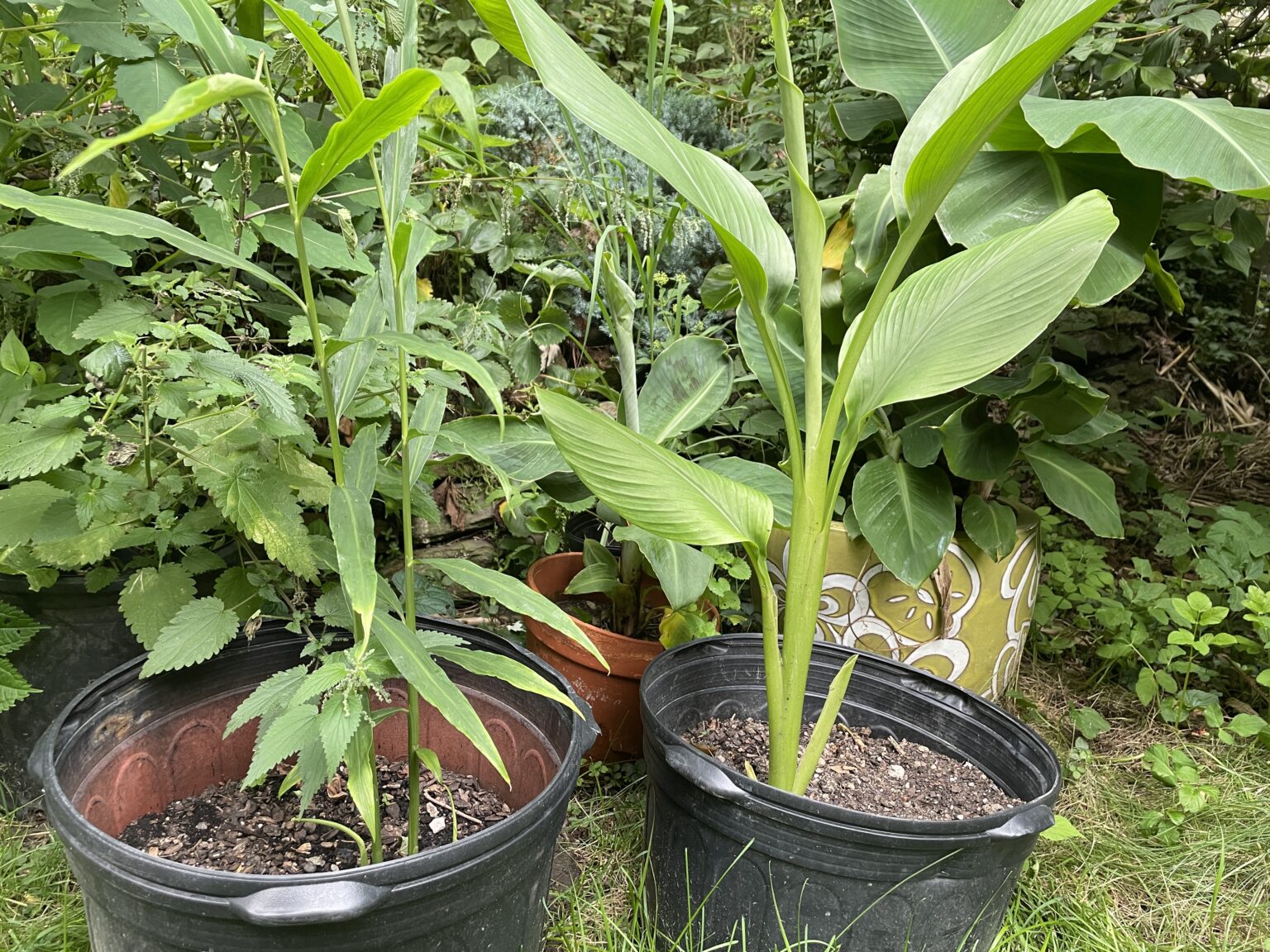 How to Grow Turmeric at Home! - Home Grown | Hand Gathered